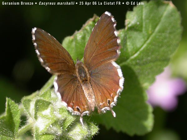 French Butterflies