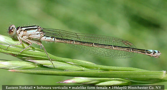 Eastern Forktail