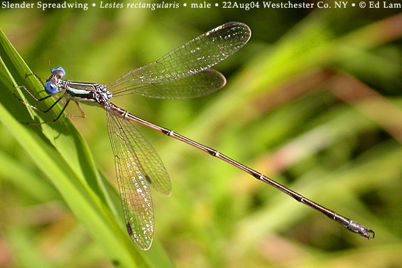 Slender Spreadwing