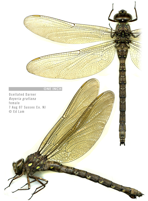 Boyeria grafiana - Boyeria vinosa - BugGuide.Net